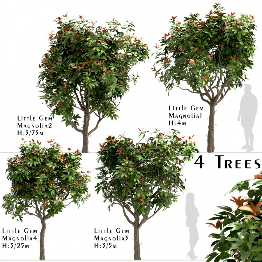 Set Of Little Gem Magnolia Trees-Southern Magnolia - 3D Model for VRay