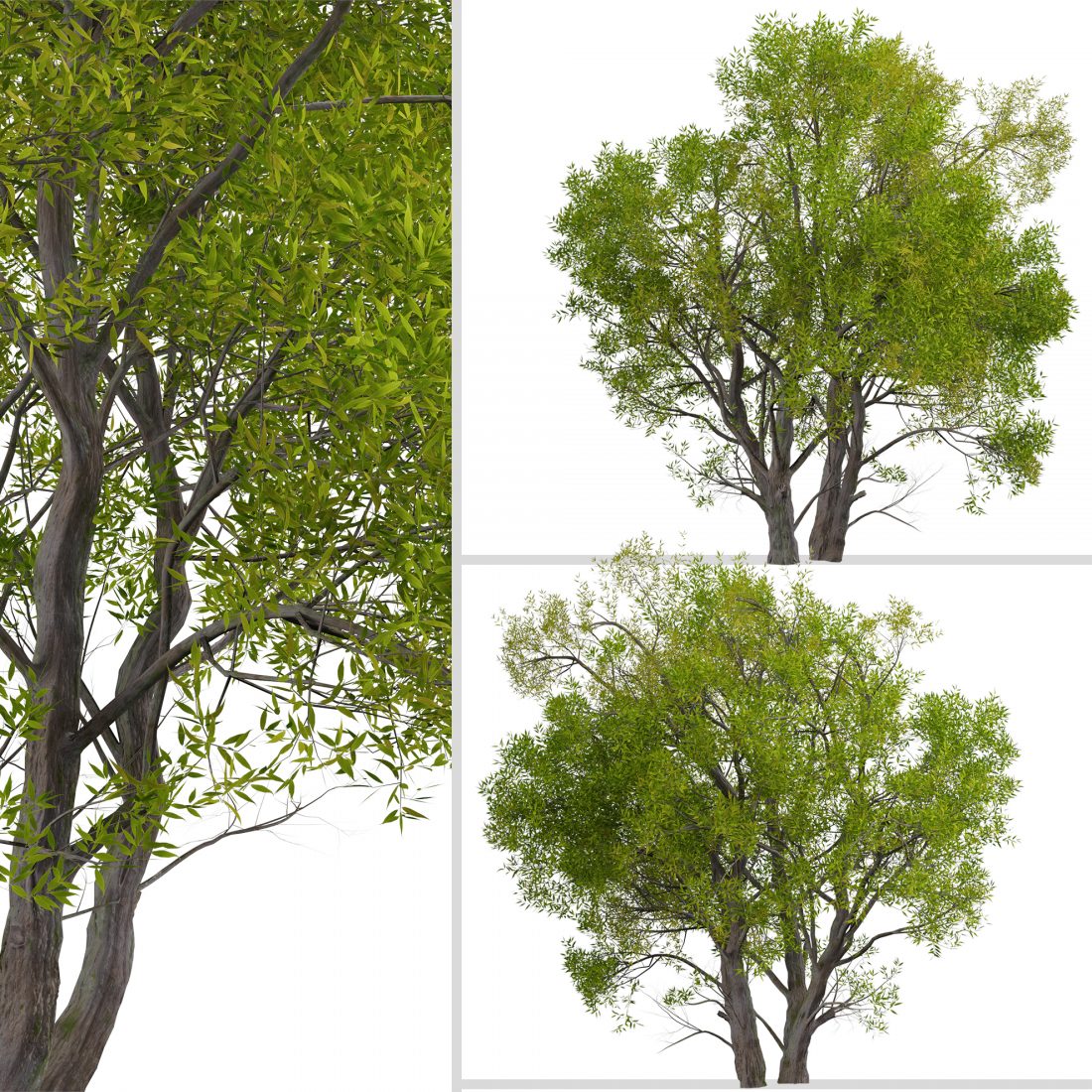 Set Of Salix Fragilis Trees (Crack Willow) 3D Model for VRay | CGMood