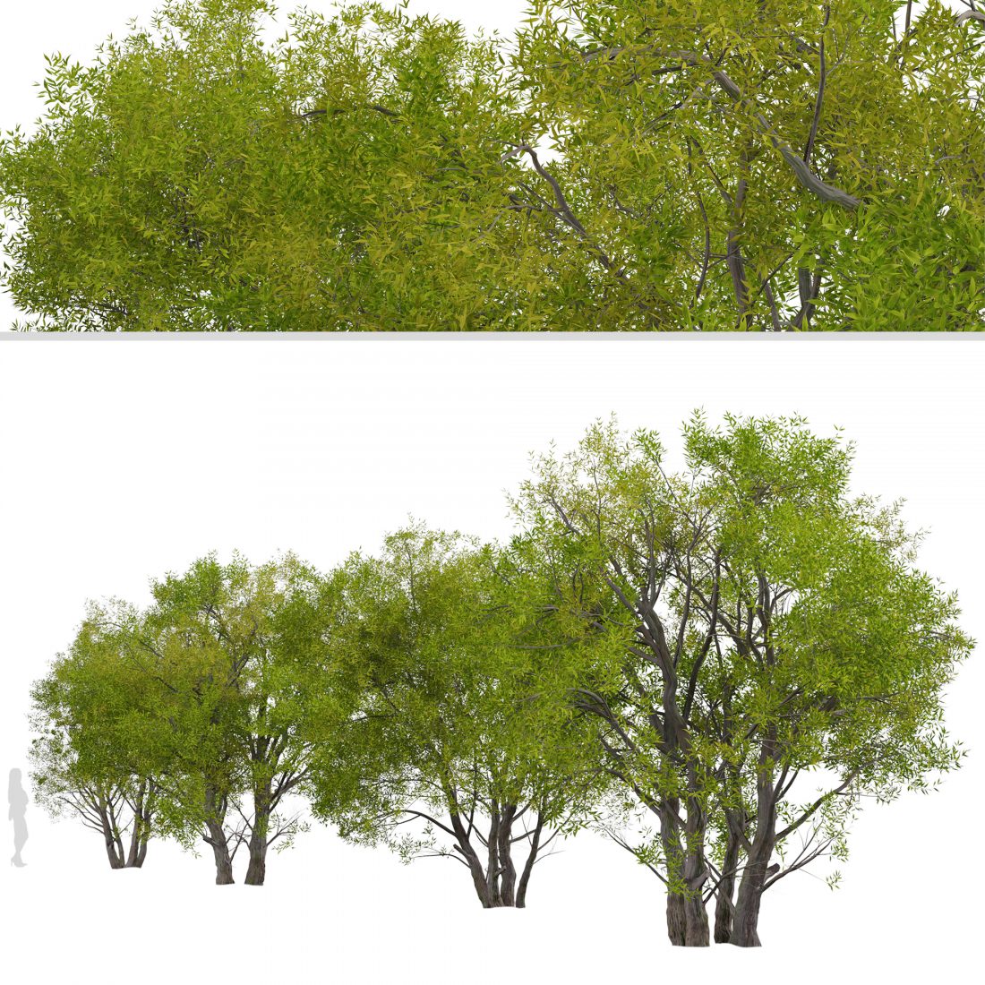 Set Of Salix Fragilis Trees (Crack Willow) 3D Model for VRay | CGMood