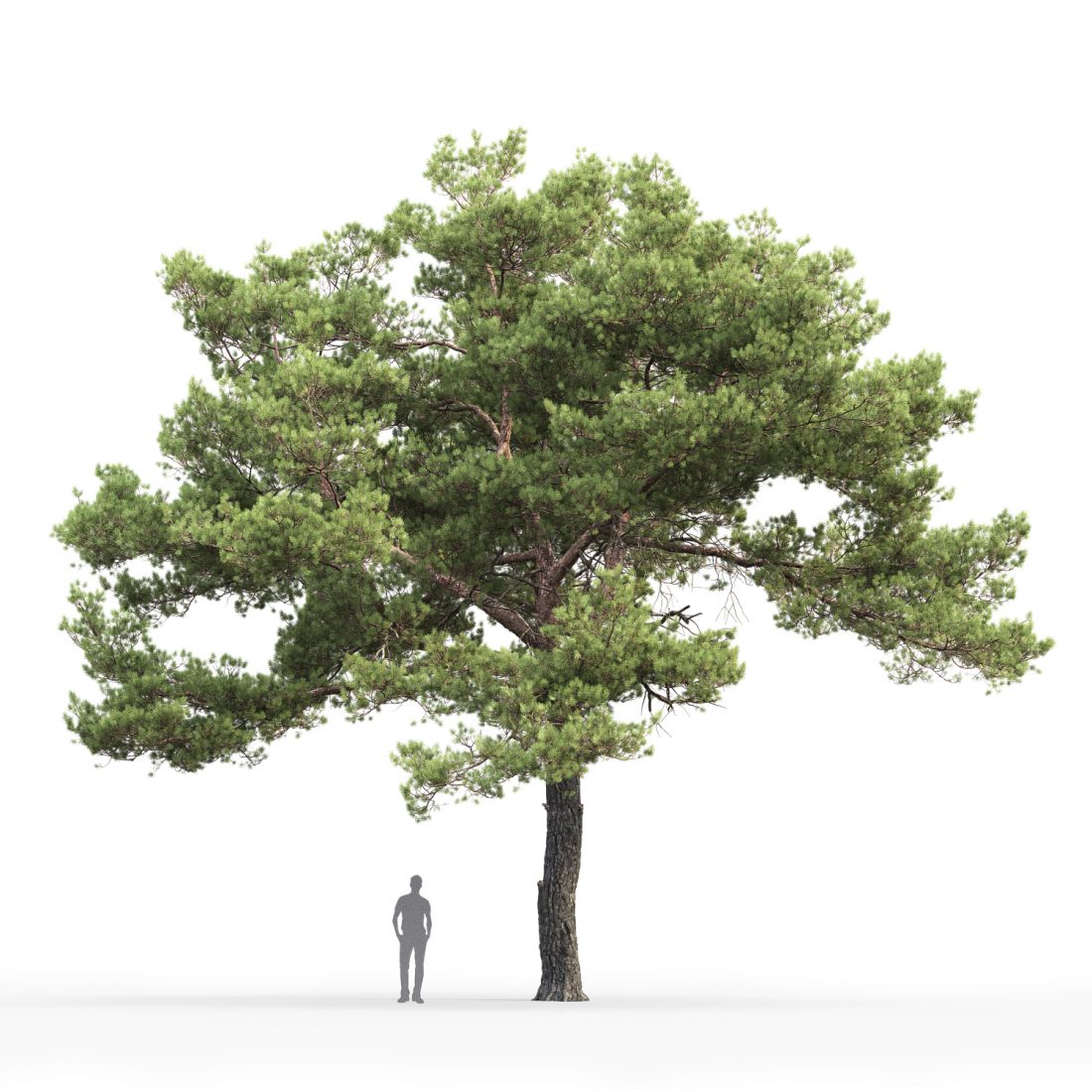 Pinus Sylvestris 20 - 3D Model for VRay, Corona