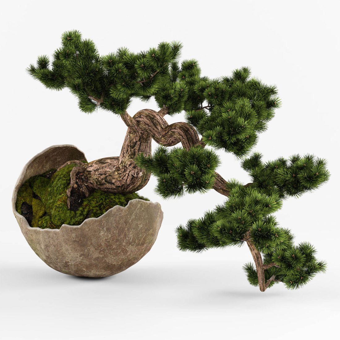 Bonsai Pinus Sylvestris Tree - 3D Model for VRay