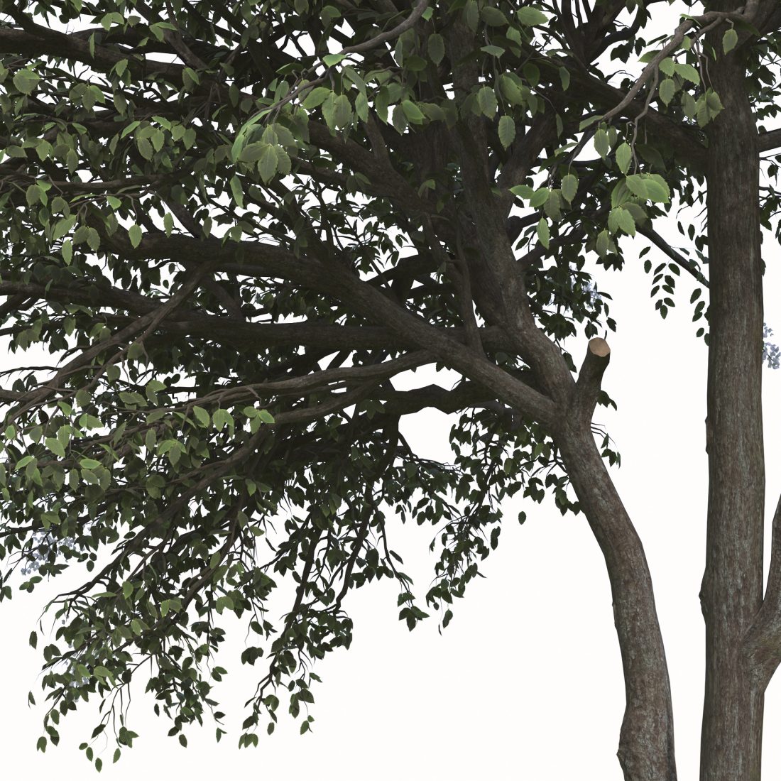 Set Of Rhus Chinensis Trees ( Chinese Sumac ) 3D Model for VRay, VRay ...