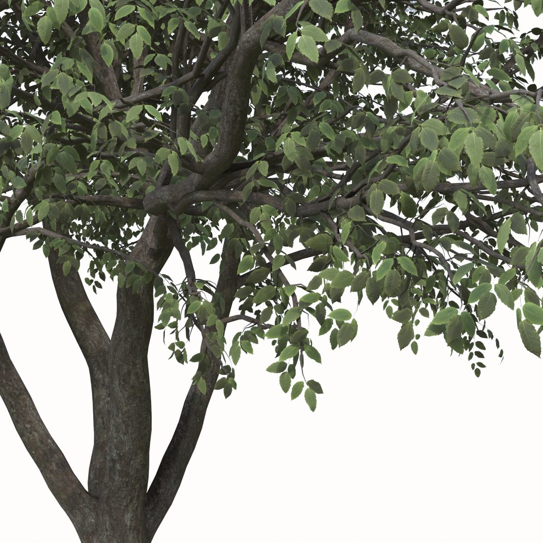 Set Of Rhus Chinensis Trees ( Chinese Sumac ) 3D Model for VRay, VRay ...