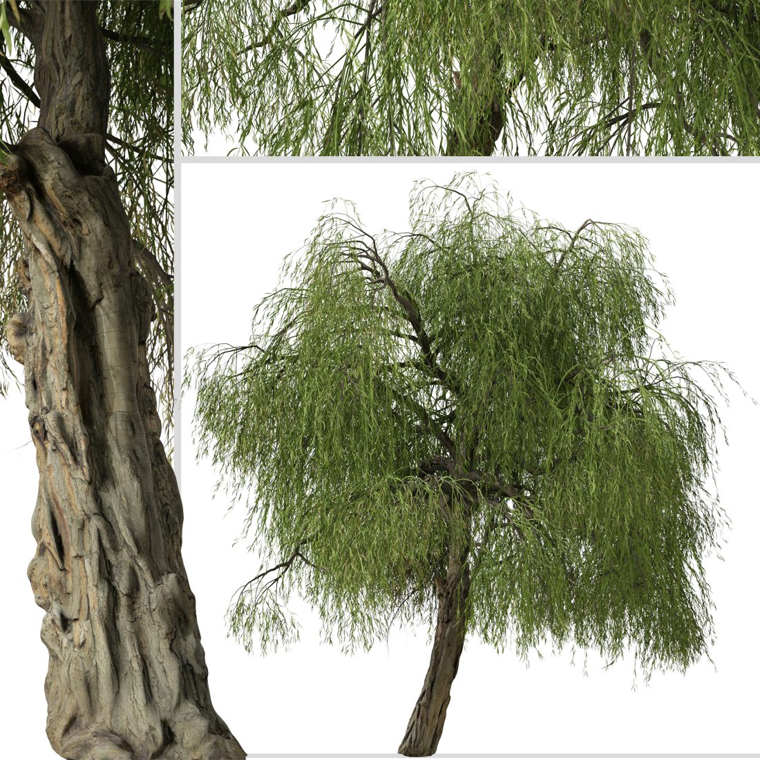 Set Of Peppermint Willow Tree ( Agonis Flexuosa ) - 3D Model for VRay, VRay