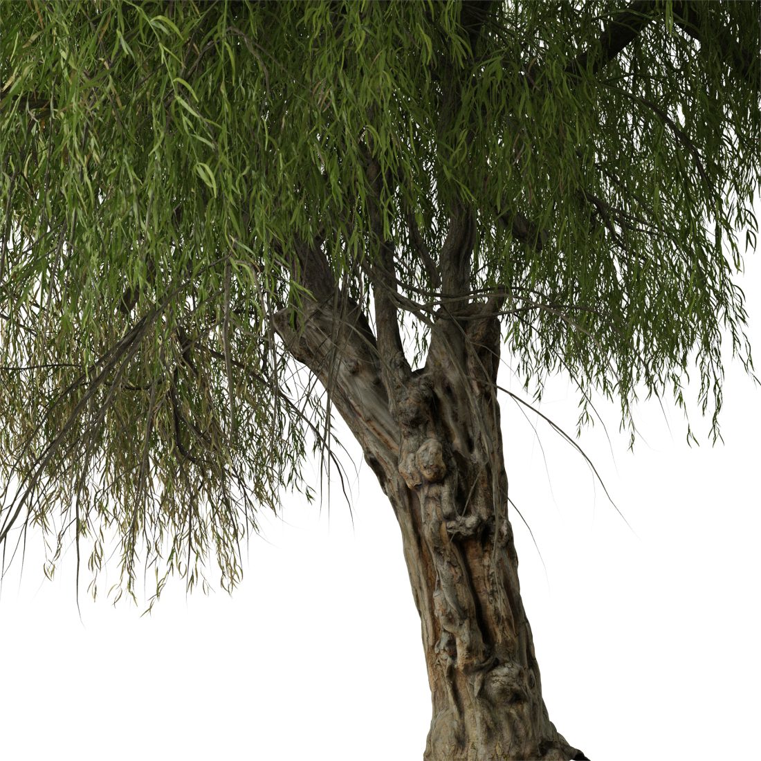 Set Of Peppermint Willow Tree ( Agonis Flexuosa ) - 3D Model for VRay, VRay