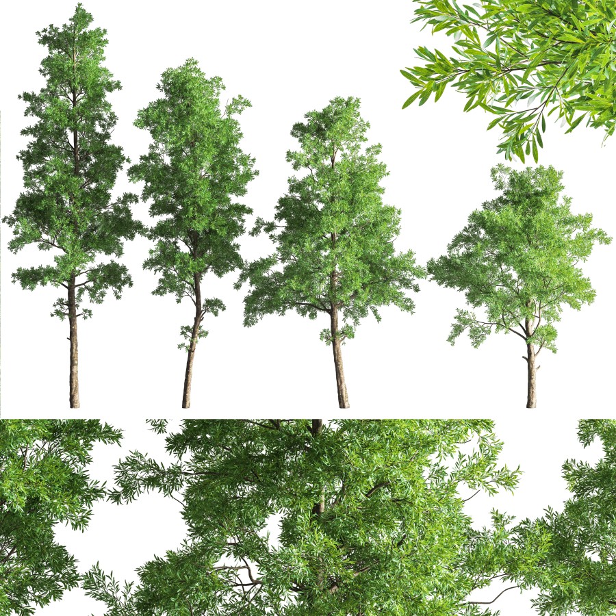 Eucalyptus Tree Forest 4 Tree - 3D Model for VRay, Corona