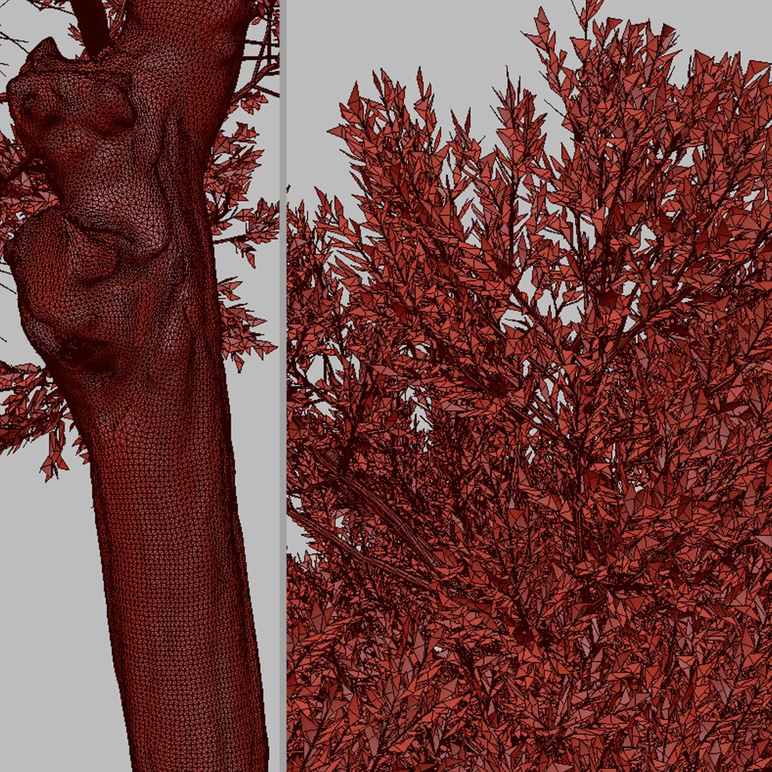 Set Of Acacia Amoena Tree ( Boomerang Wattle ) - 3D Model for VRay, VRay