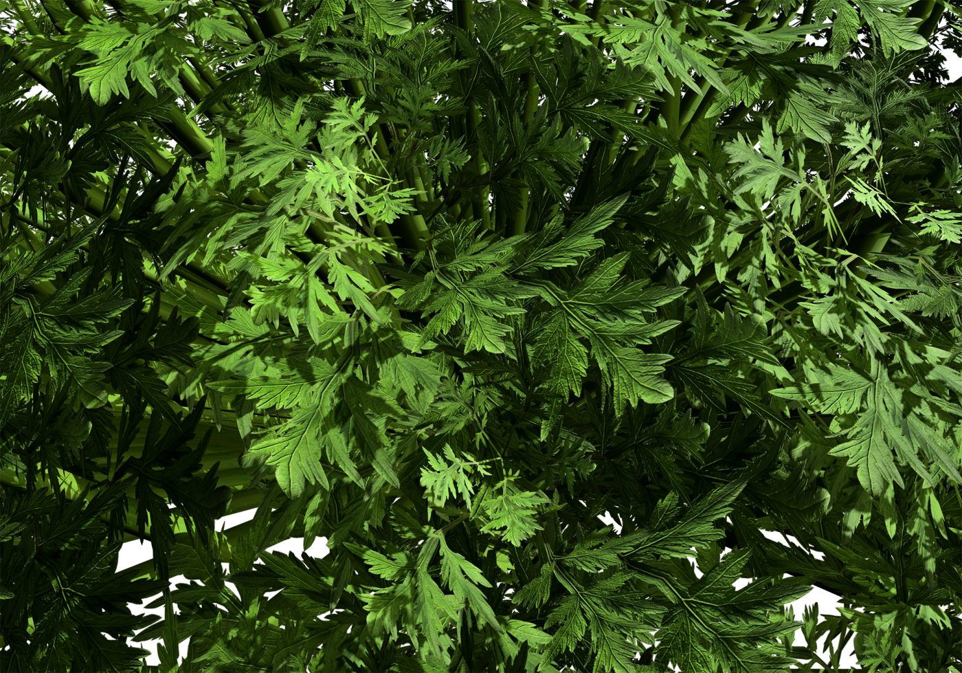 Silver Mound Artemisia 3D Model for VRay, Corona | CGMood
