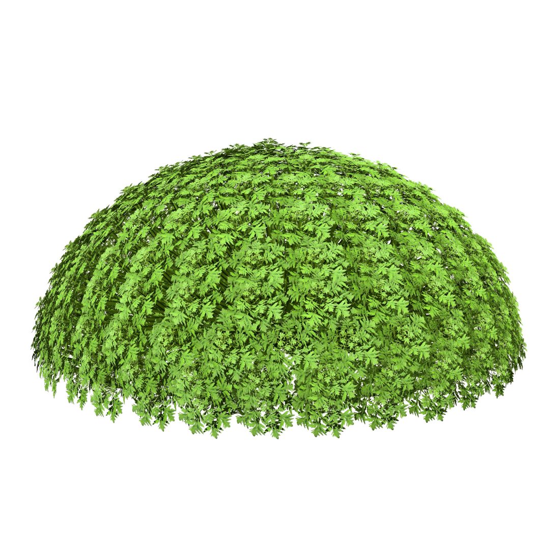 Silver Mound Artemisia 3D Model for VRay, Corona | CGMood