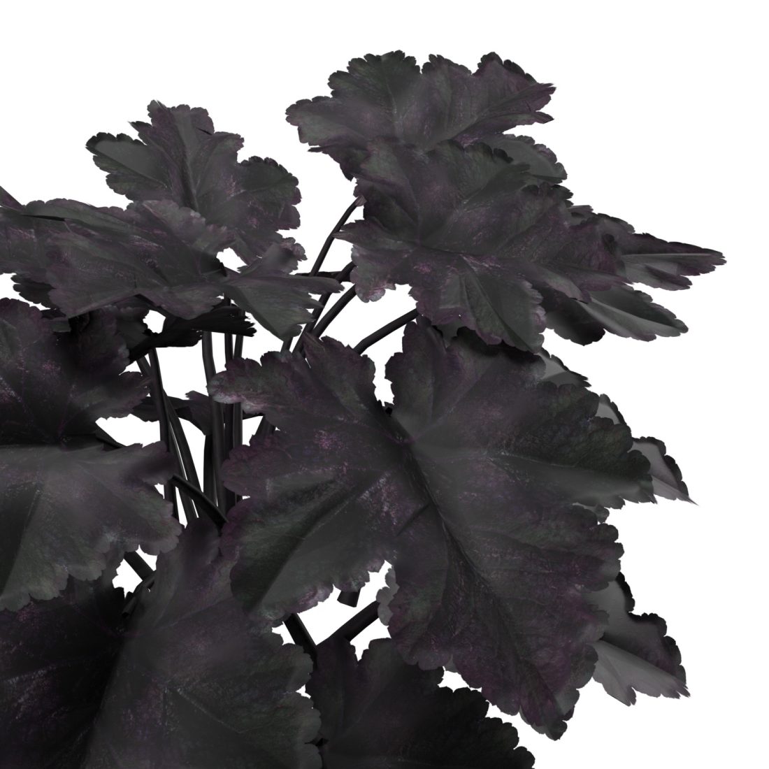 Primo Black Pearl Coral Bells Plant Flowers 3D Model for VRay, Corona ...