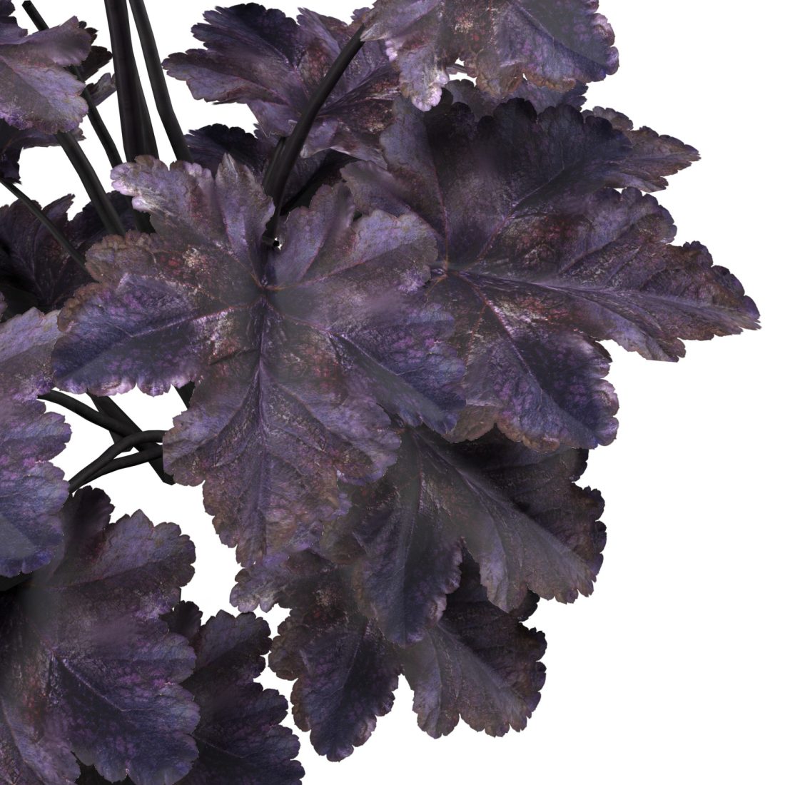 Primo Black Pearl Coral Bells Plant Flowers 3D Model for VRay, Corona ...
