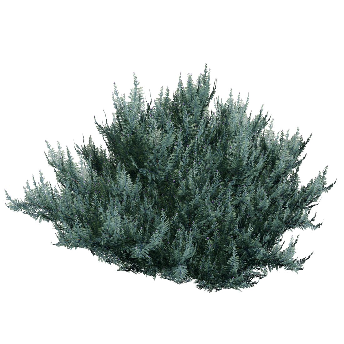 Juniperus Horizontalis 'bar Harbor' 3d Model - 3D Model for VRay, Corona