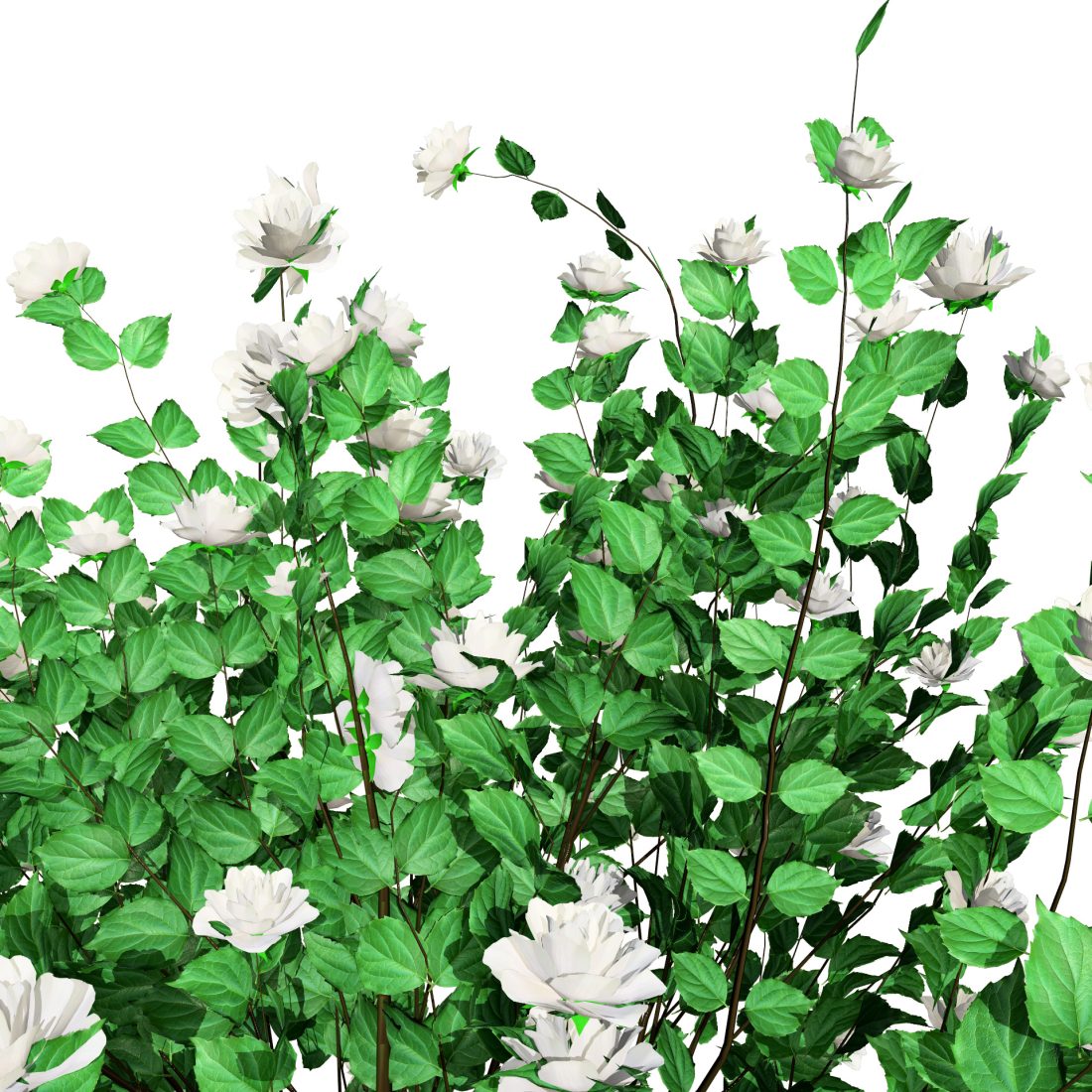 Double Snowflake Mock Orange Flower 3d Collection - 3D Model for VRay ...