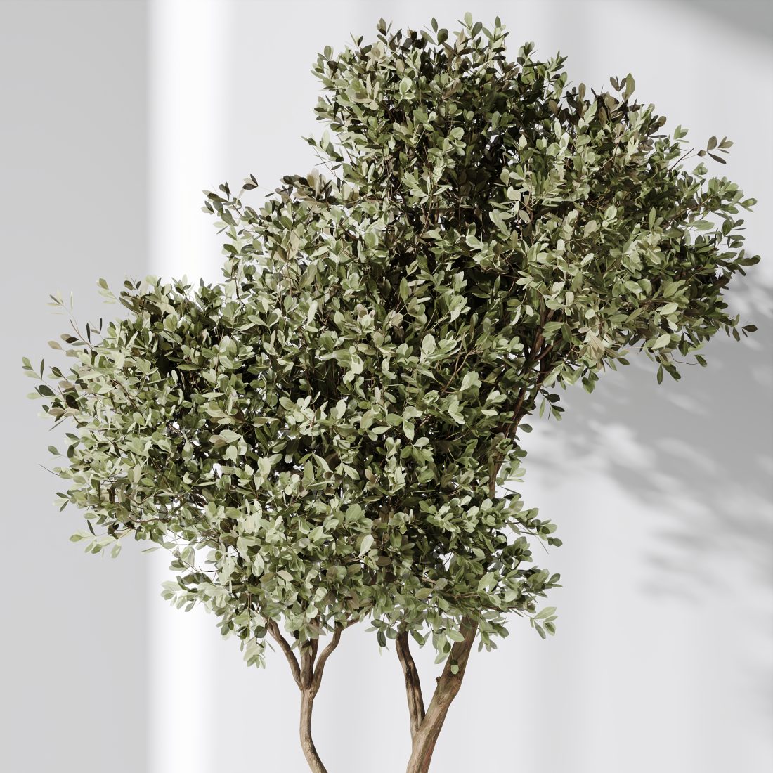 Artificial Olivo Olea Tree Indoor Vase 3D Model for VRay, Corona | CGMood