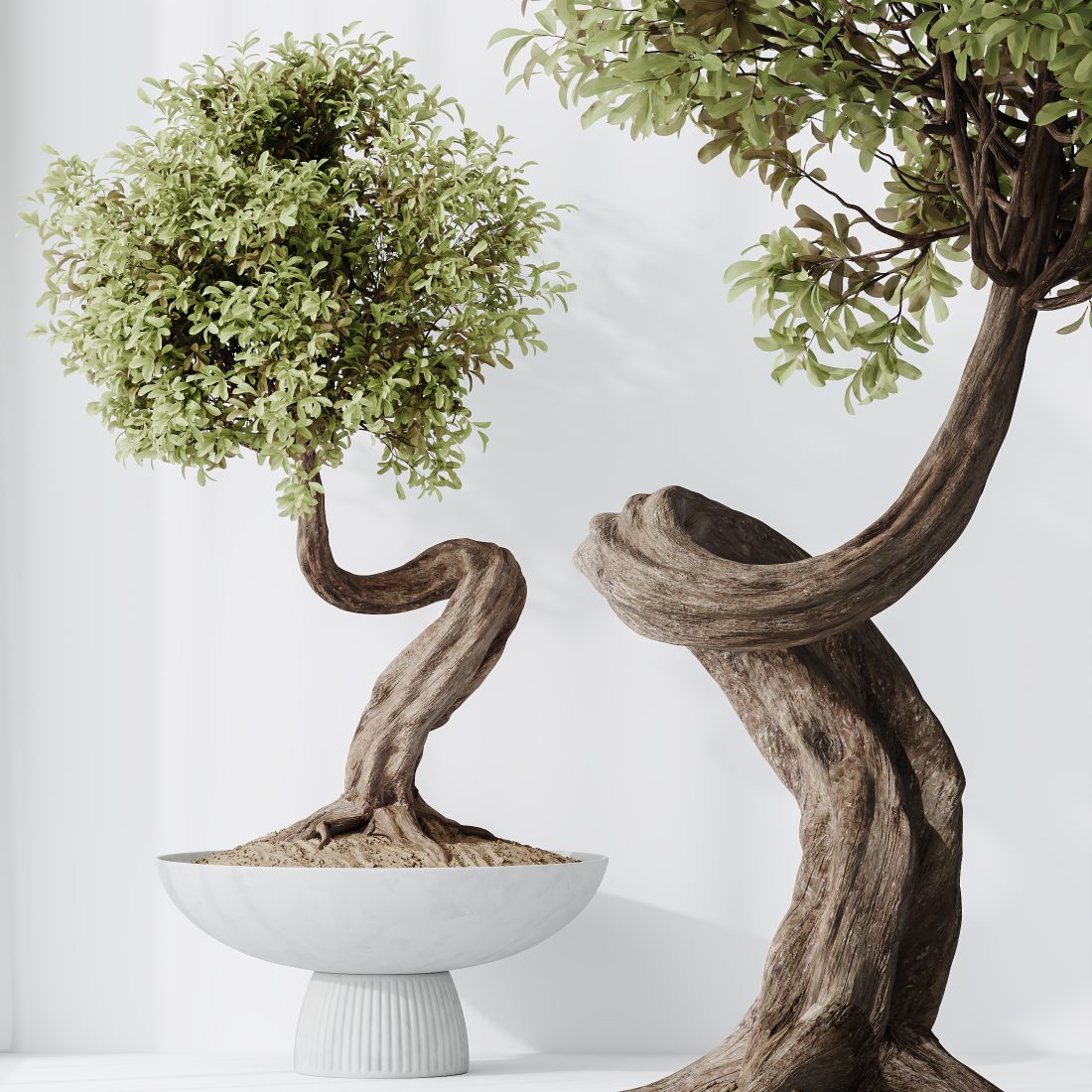 Houseplant Ficus Retusa Microcarpa Bonsai Ginseng2 - 3D Model for VRay ...