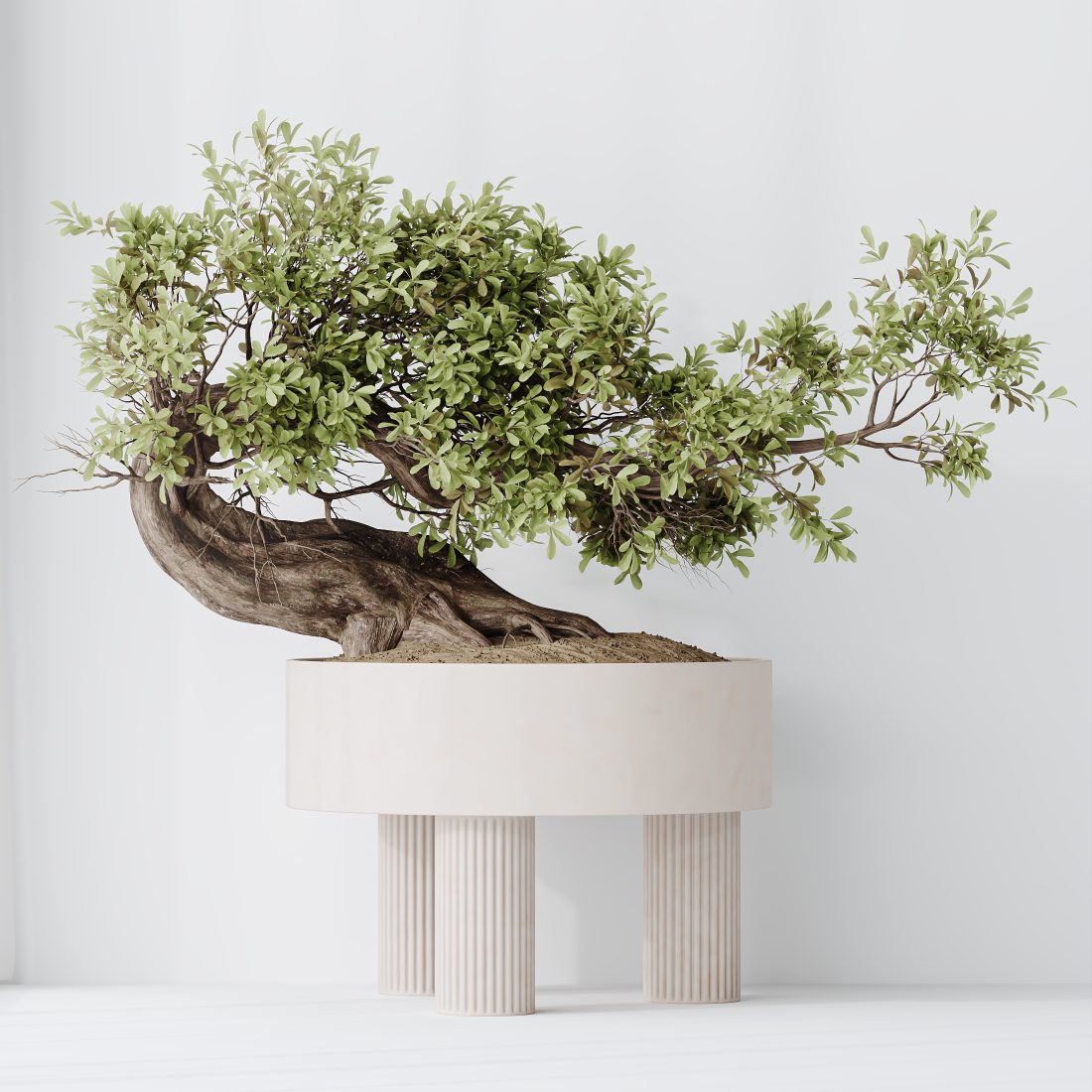 Houseplants Ficus Retusa Microcarpa Bonsai Ginseng 3D Model for VRay ...