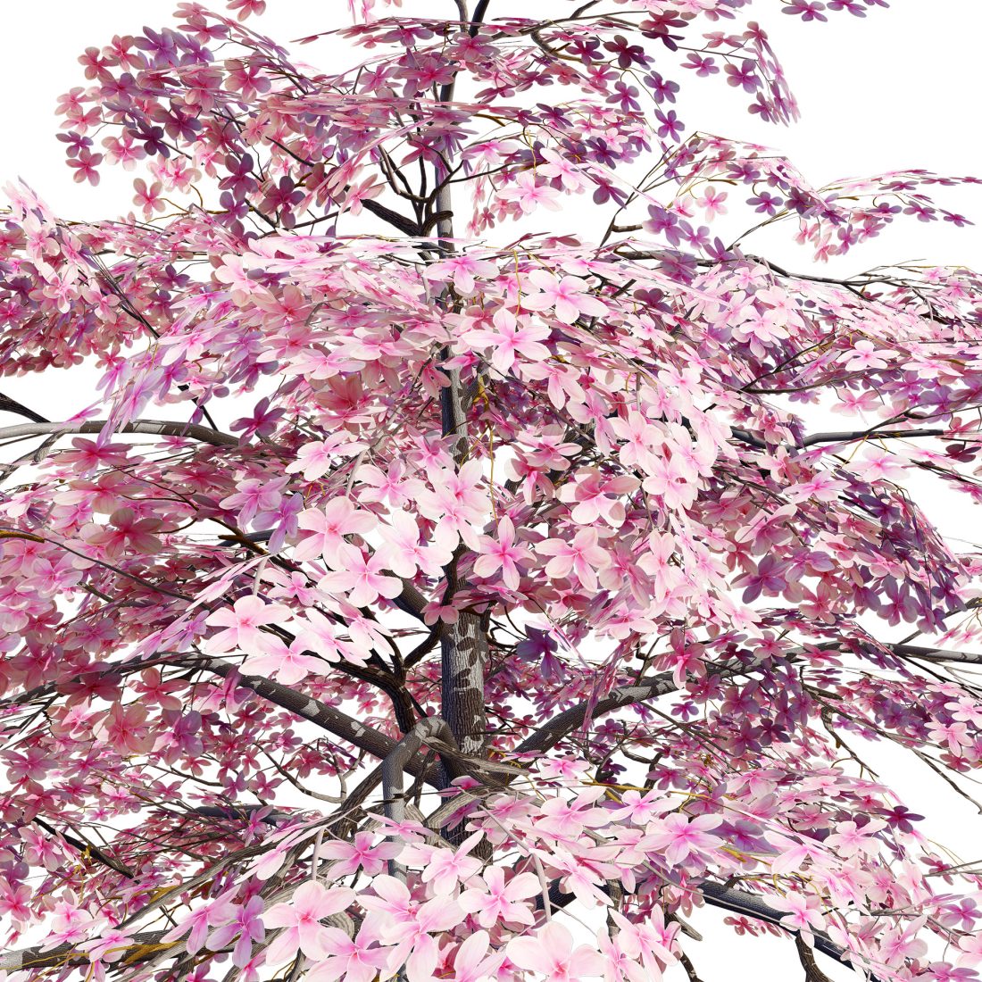 Magnolia Trees 3d Model Pack - 3D Model for VRay, Corona