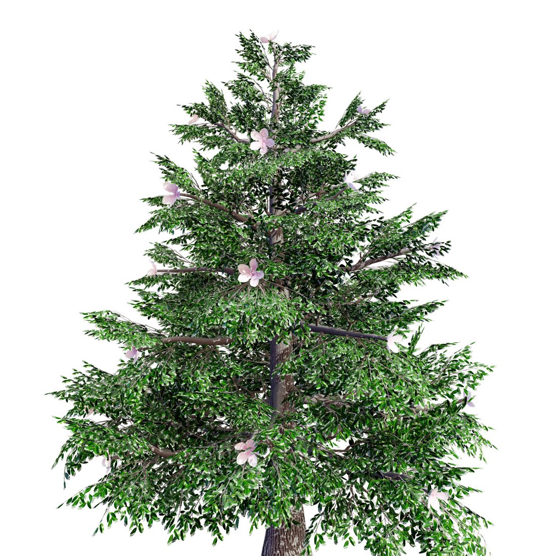 Magnolia Trees 3d Model Pack - 3D Model for VRay, Corona