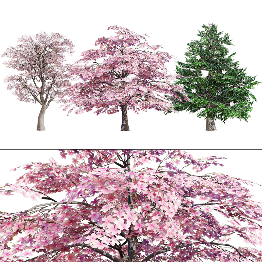 Magnolia Trees 3d Model Pack - 3D Model for VRay, Corona