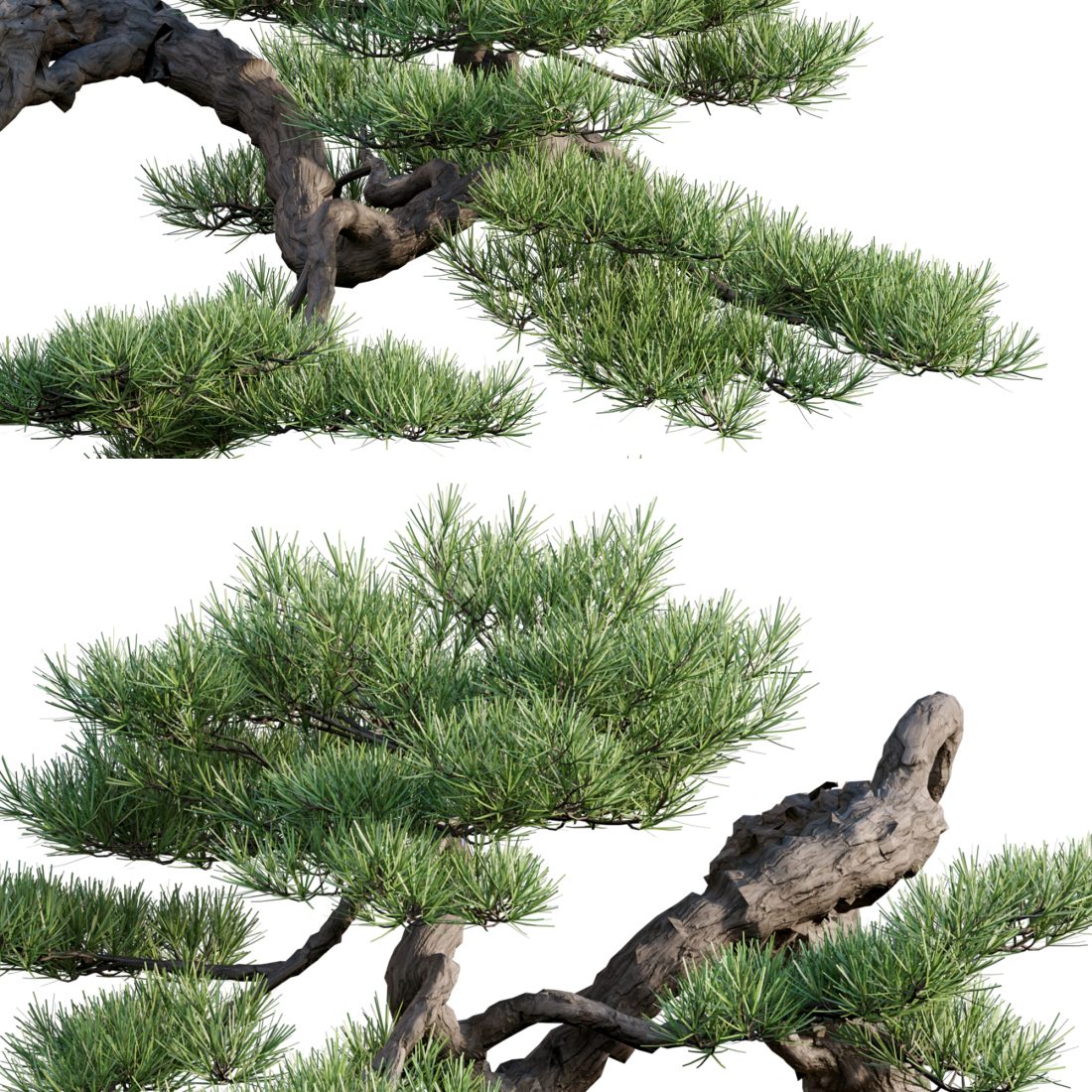 Pine Bonsai 03 - 3D Model for VRay, Corona