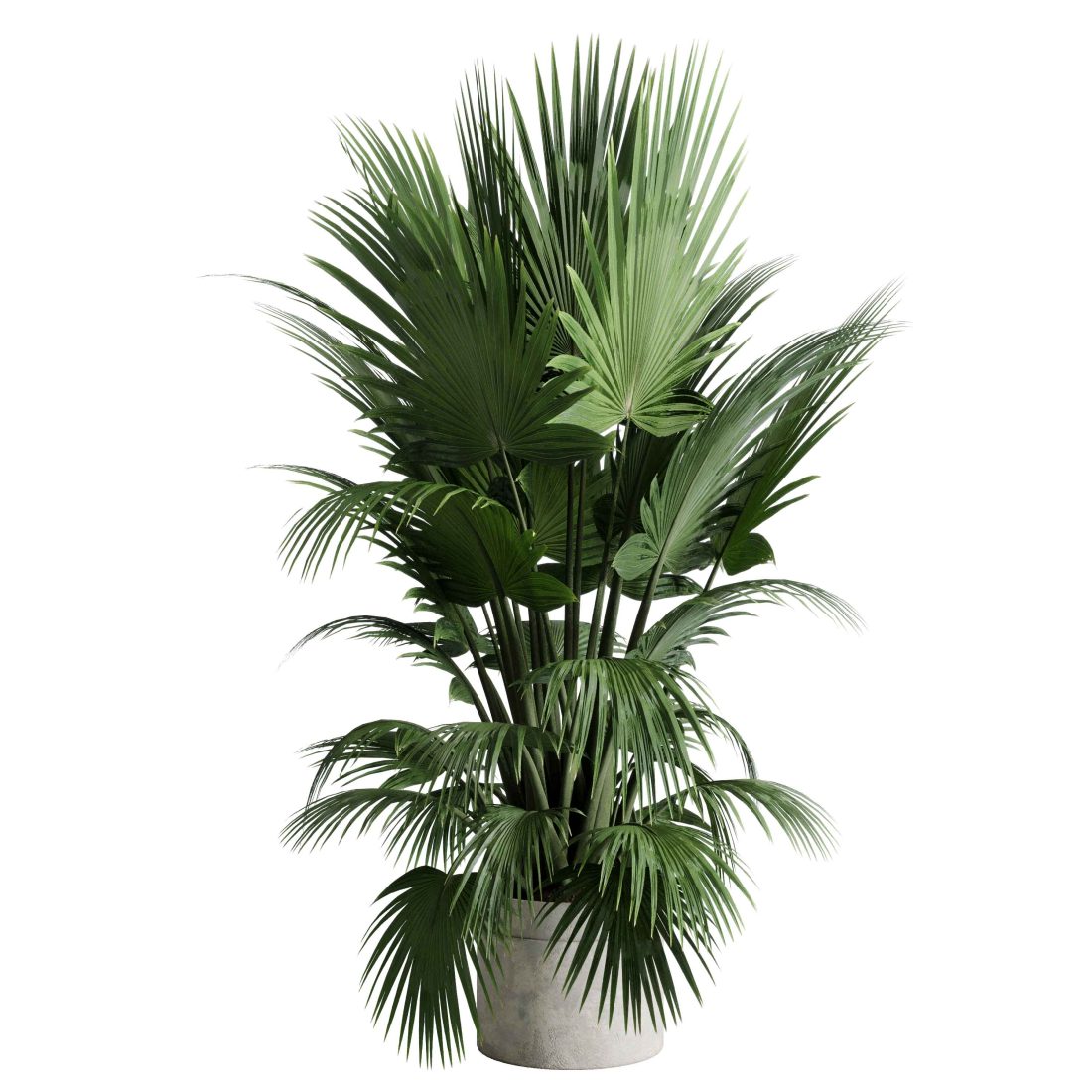 Chinese Fan Palm - Indoor Plant Set 528 3D Model for VRay, Corona | CGMood