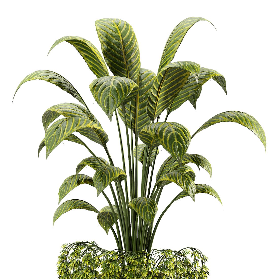 Canna Indoor Plent 3D Model for Corona | CGMood