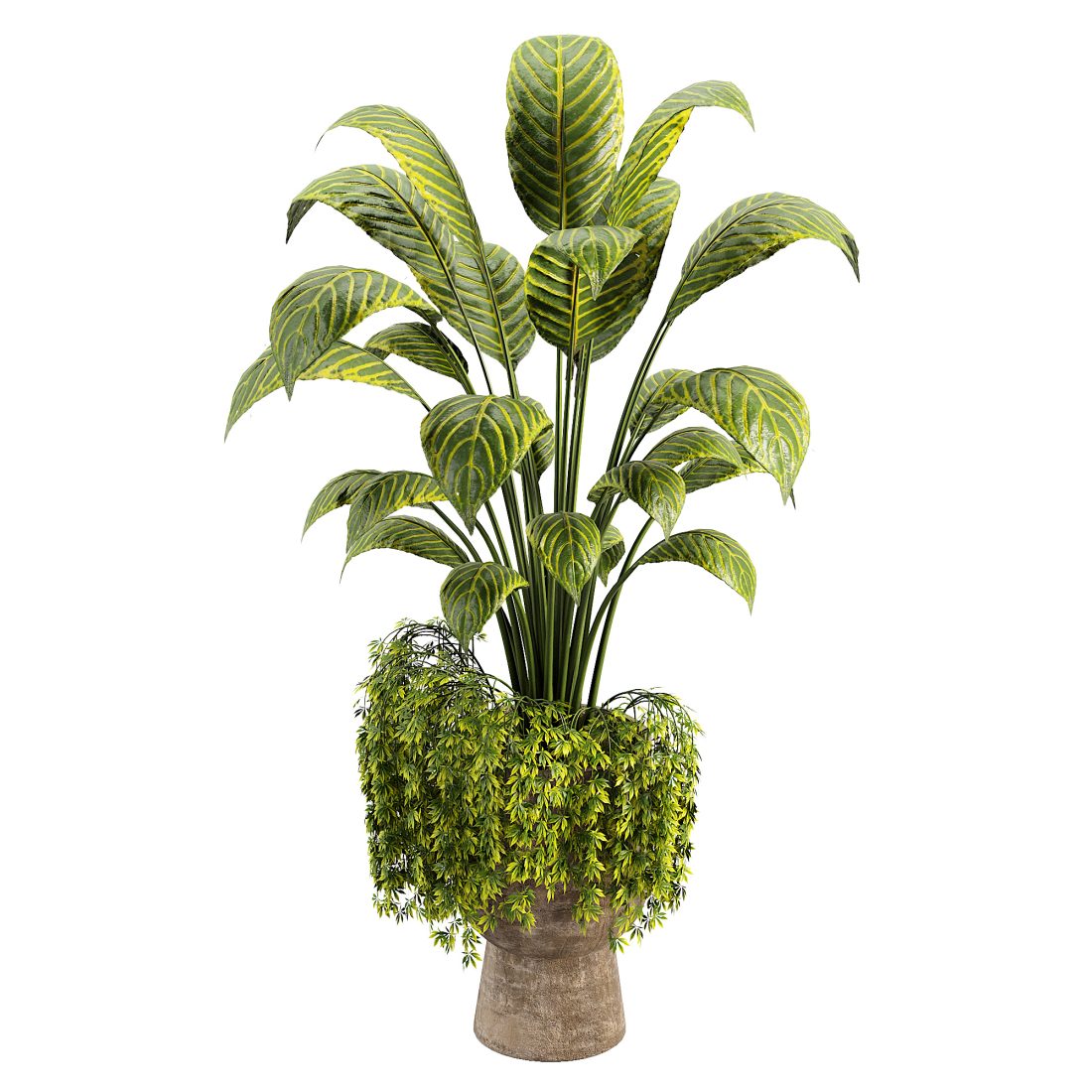 Canna Indoor Plent 3D Model for Corona | CGMood