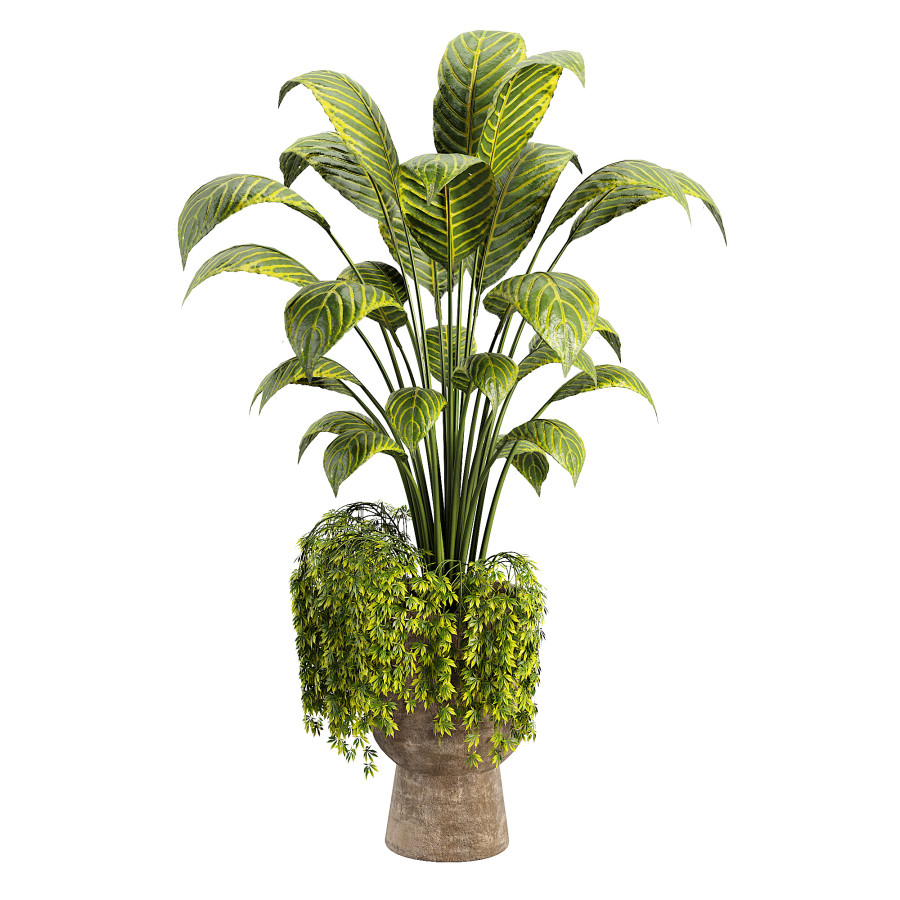 Canna Indoor Plent 3D Model for Corona | CGMood