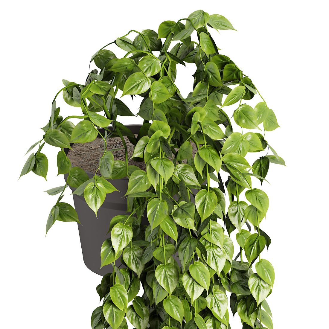 Long Ivy Plant Big Leaf 3D Model for Corona | CGMood
