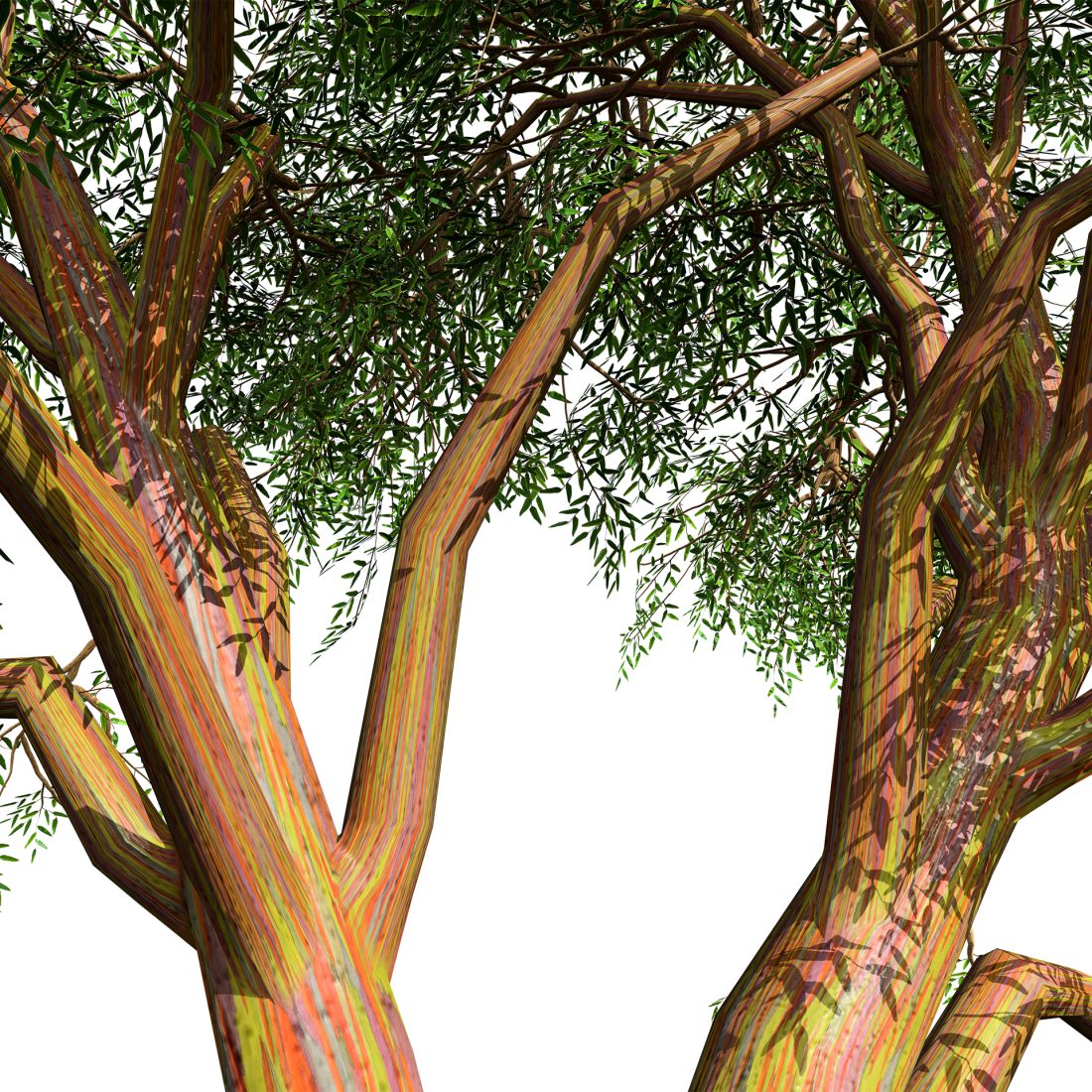 Realistic Eucalyptus Tree 3d Model 3D Model for VRay, Corona | CGMood