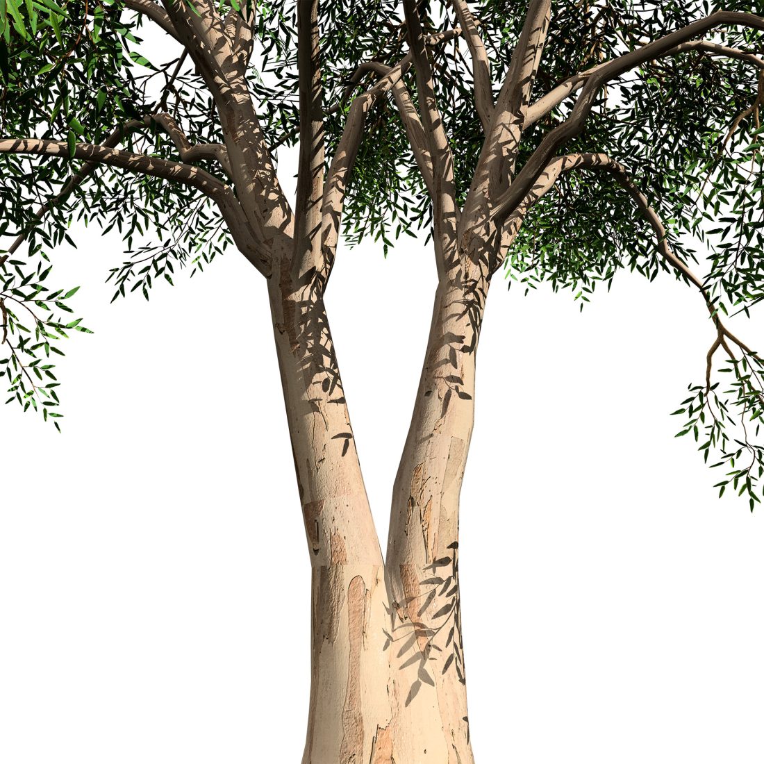Realistic Eucalyptus Tree 3d Model 3D Model for VRay, Corona | CGMood