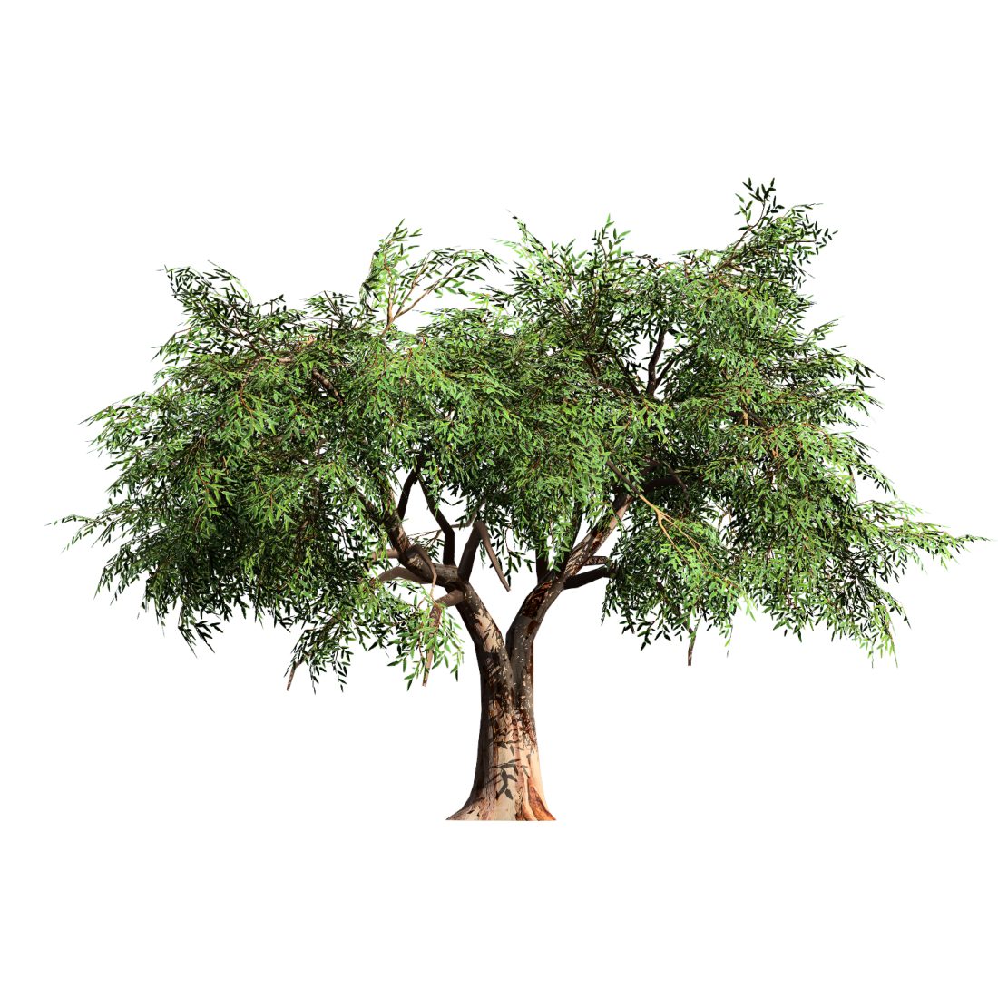 Realistic Eucalyptus Tree 3d Model 3D Model for VRay, Corona | CGMood