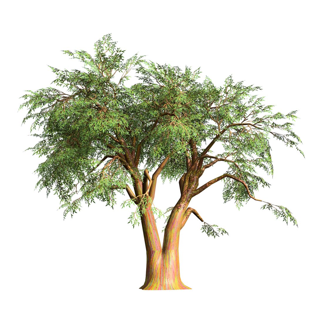 Realistic Eucalyptus Tree 3d Model 3D Model for VRay, Corona | CGMood