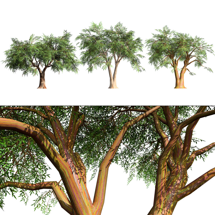 Realistic Eucalyptus Tree 3d Model 3D Model for VRay, Corona | CGMood
