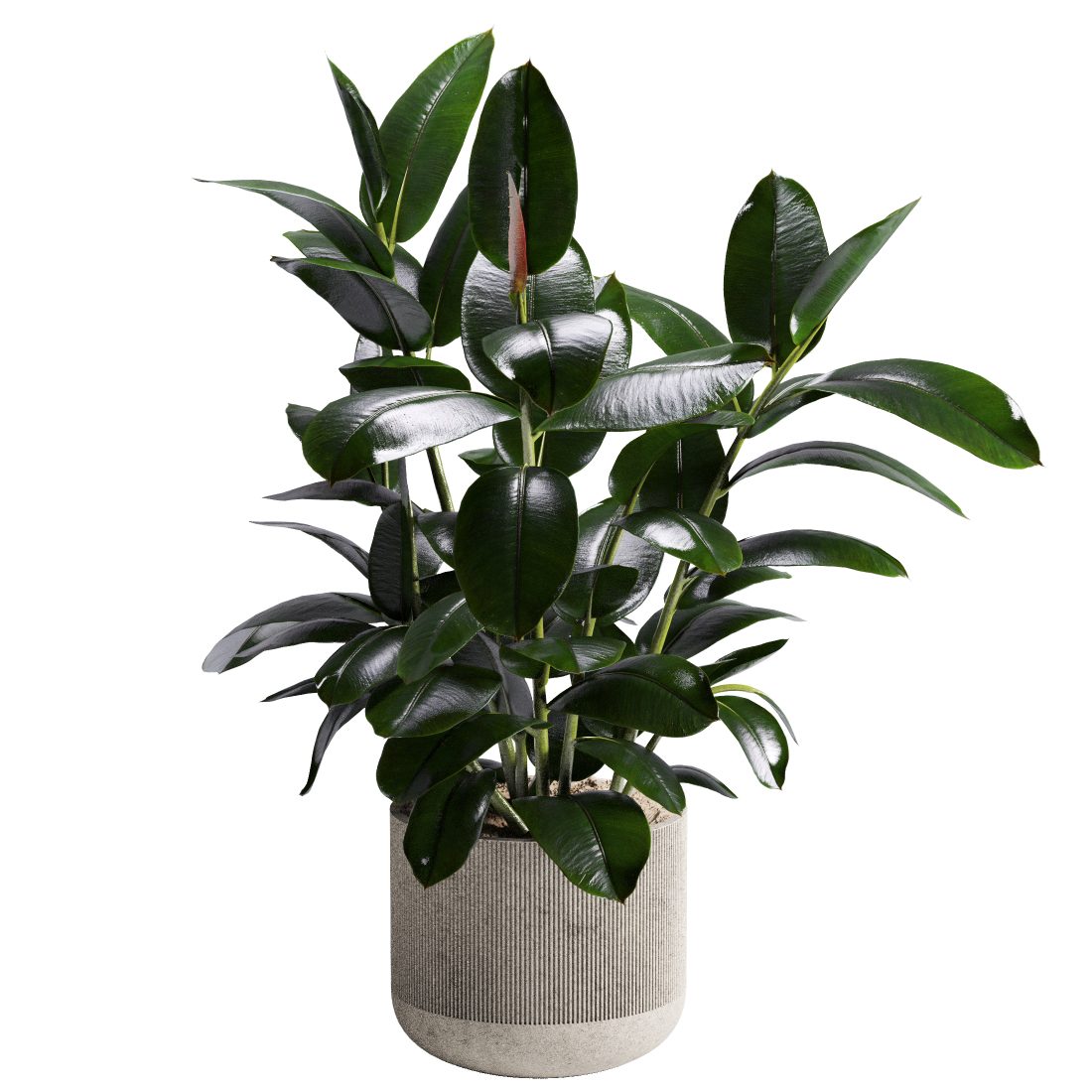 Ficus Plant - 3D Model for VRay, Corona