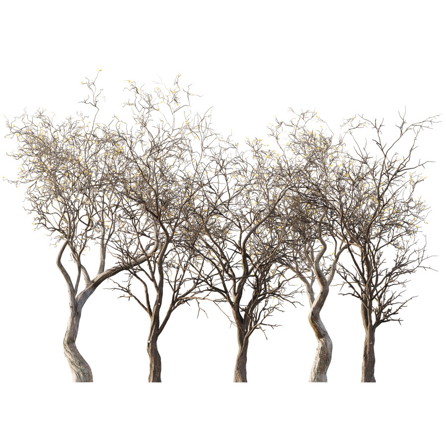 Av Winter Dry Tree - 3D Model for VRay, Corona
