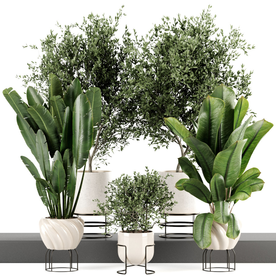 Indoor Plants Set 165 - 3D Model for Corona