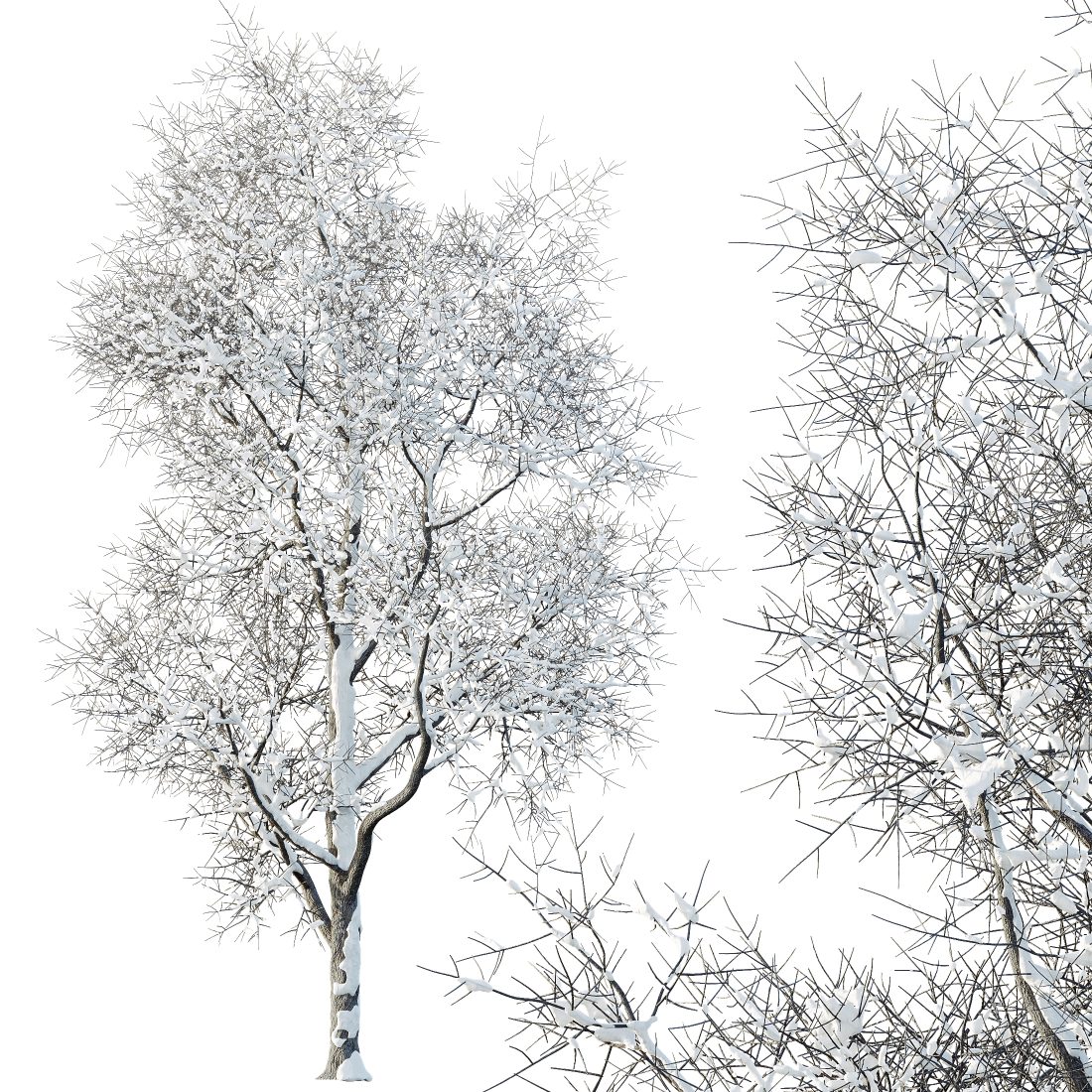 Av Plants Ash Tree Winter Snow Set03 - 3D Model for VRay, Corona