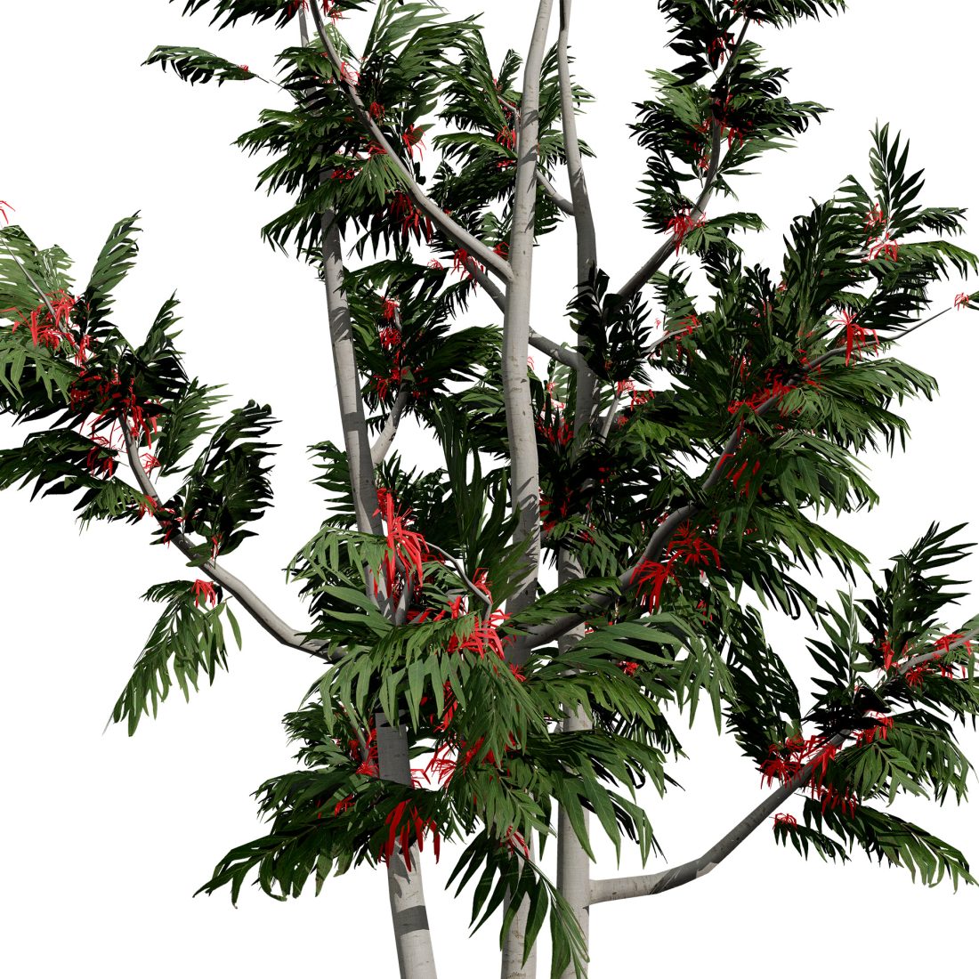 Australian Alloxylon Flammeum Trees 3D Model for VRay, Corona | CGMood