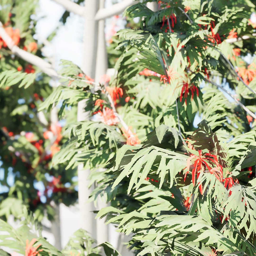 Australian Alloxylon Flammeum Trees 3D Model for VRay, Corona | CGMood