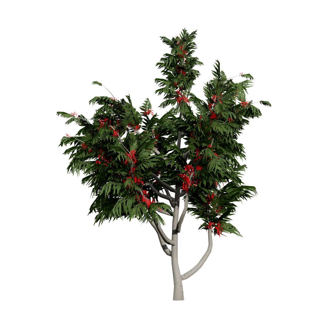 Australian Alloxylon Flammeum Trees 3D Model for VRay, Corona | CGMood