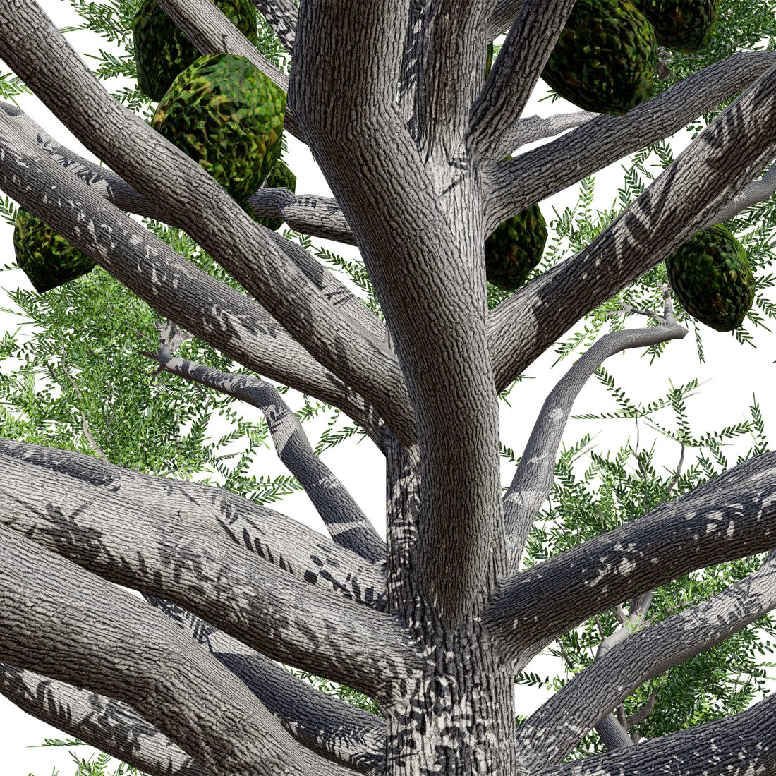 Australian Bunya Pine Trees 3D Model for VRay, Corona | CGMood