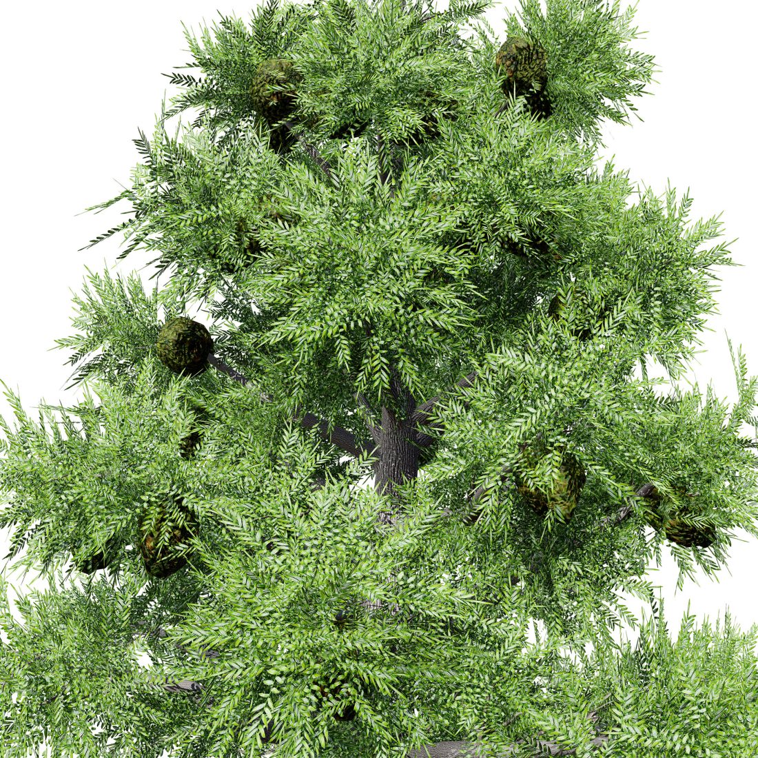 Australian Bunya Pine Trees 3D Model for VRay, Corona | CGMood