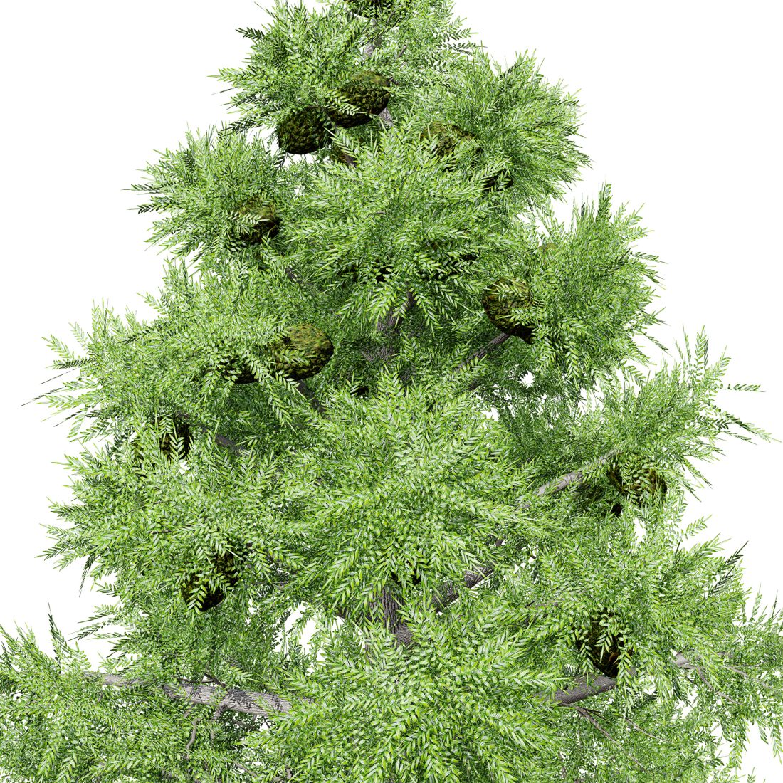 Australian Bunya Pine Trees 3D Model for VRay, Corona | CGMood