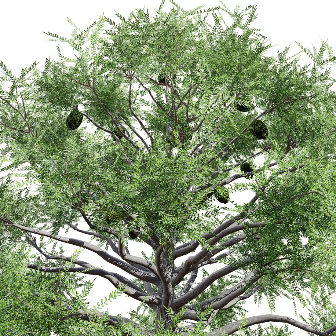 Australian Bunya Pine Trees 3D Model for VRay, Corona | CGMood