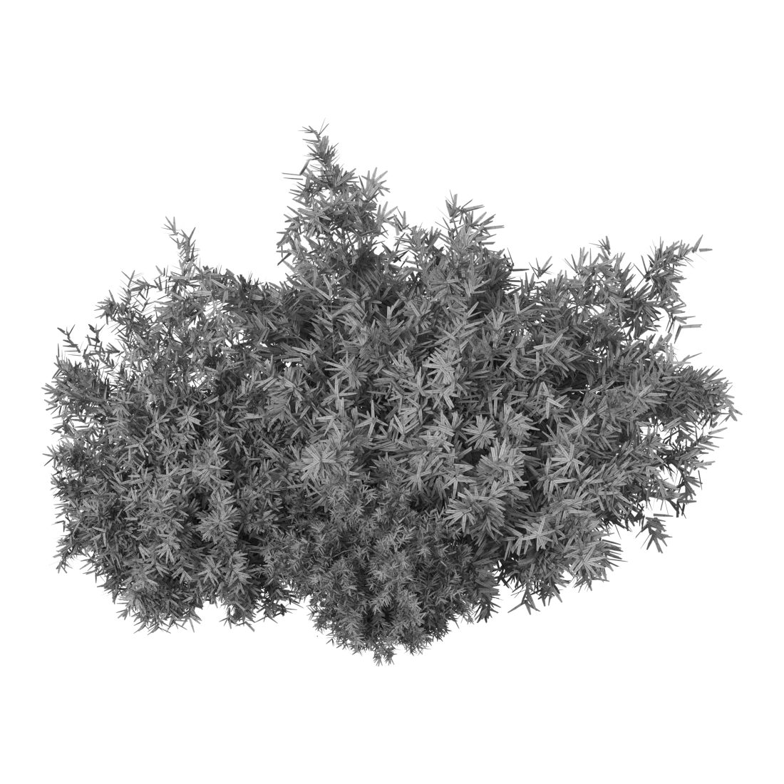 Natural Topiary Bush 3D Model for Corona | CGMood