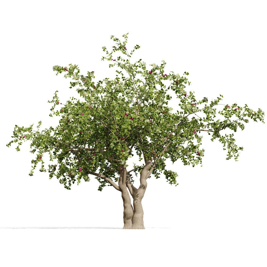 Arabian Sidr Tree With Nabaq Fruit 3D Model for VRay, Corona | CGMood