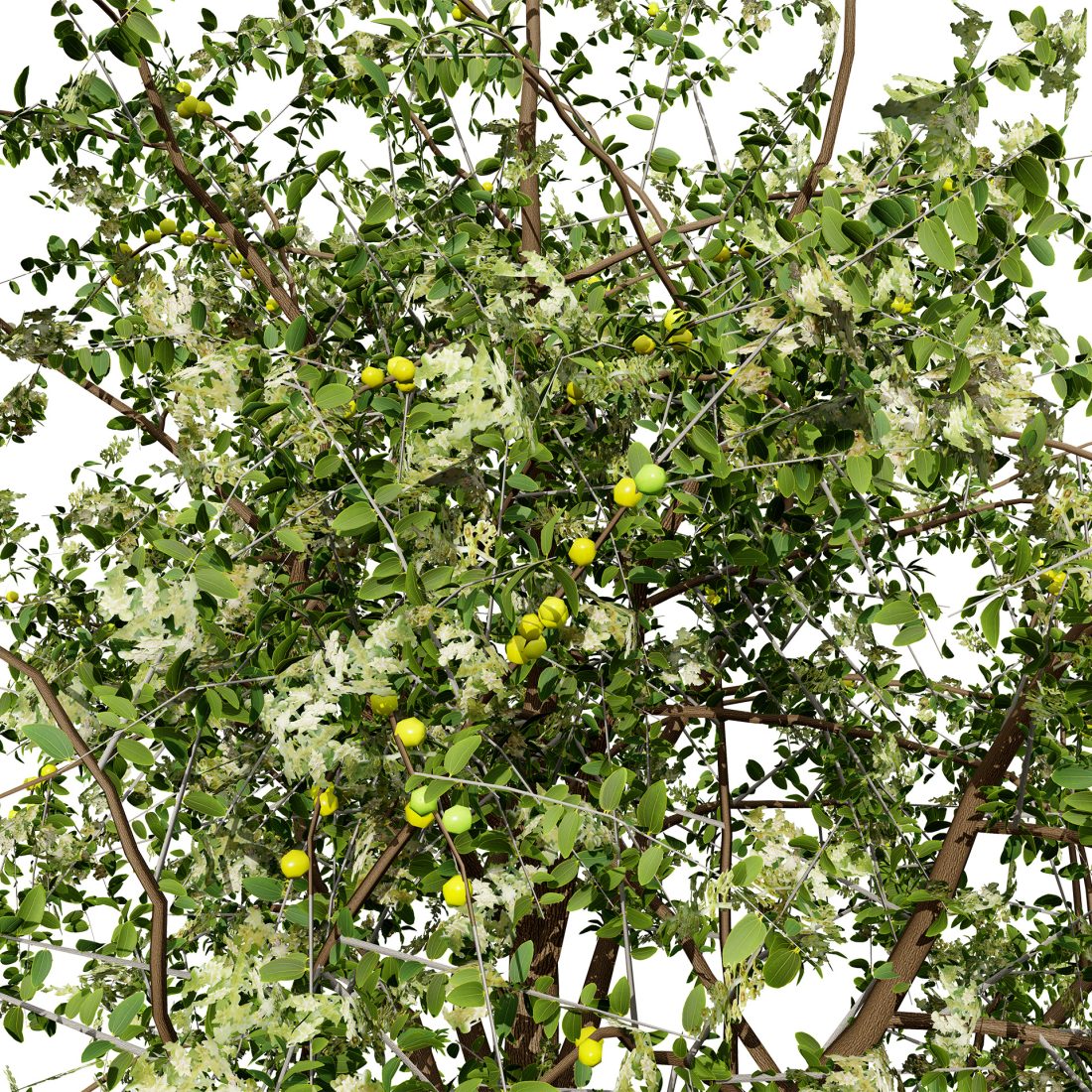 Arabian Sidr Tree With Nabaq Fruit 3D Model for VRay, Corona | CGMood