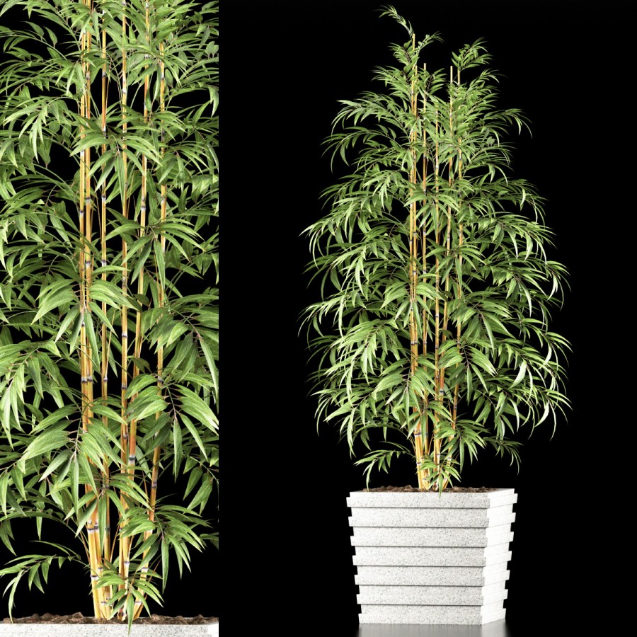 Bamboo Plants 61 - 3D Model for VRay