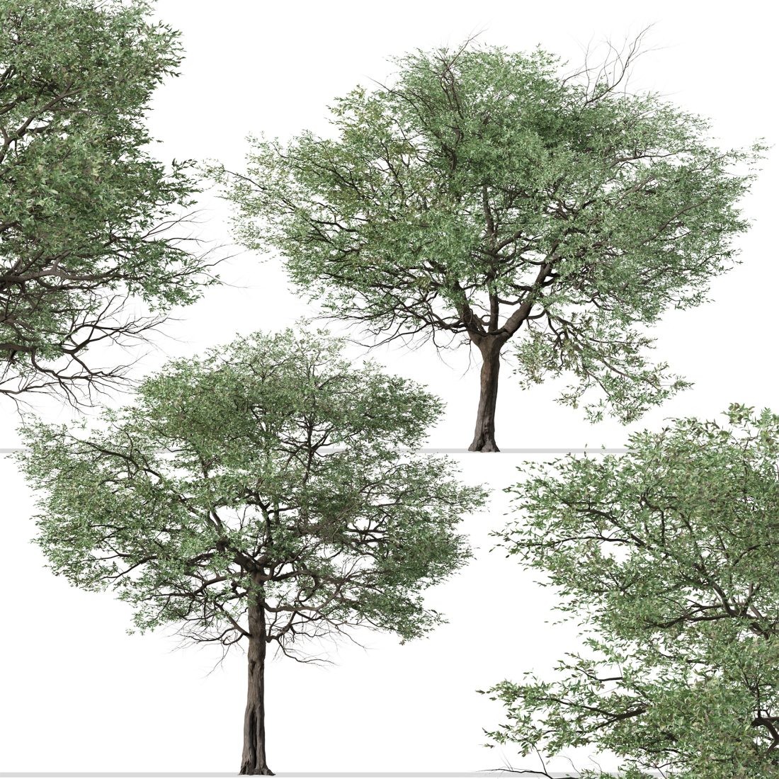 Set Of Terminalia Sericea Tree ( Silver Cluster ) - 3D Model for VRay, VRay